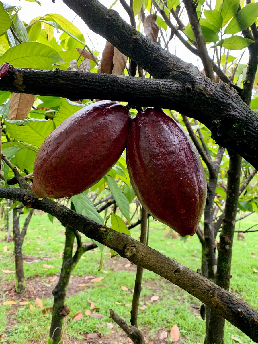Lavaloha: Kokoleka (Chocolate) Farm Tour – The Cunningham Crew